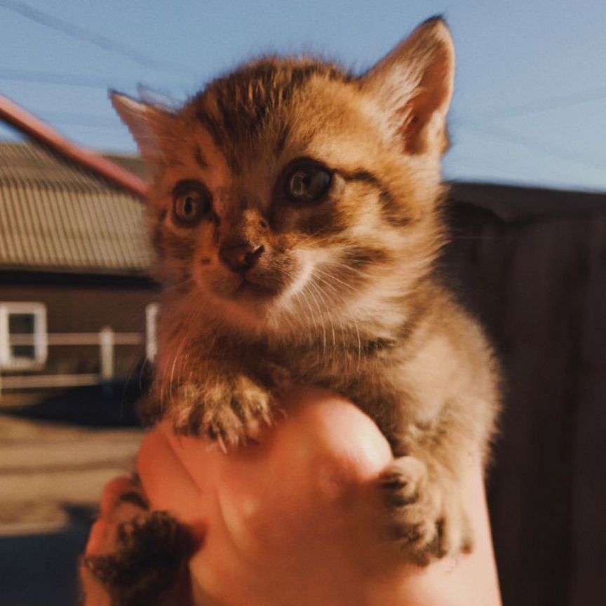 Котёнок от частного владельца