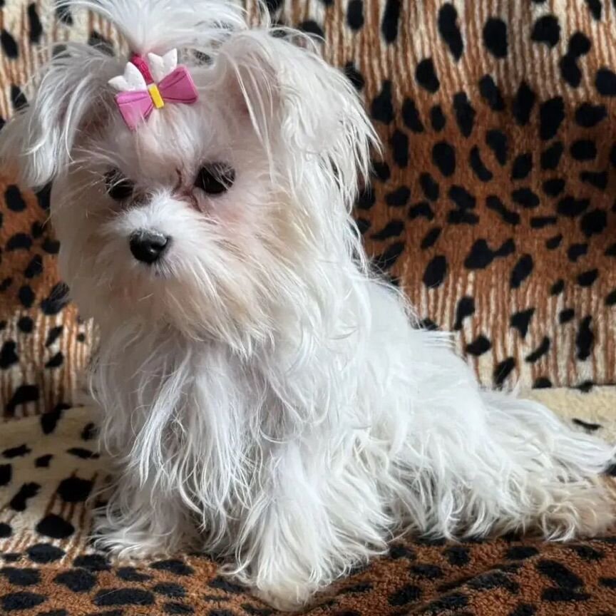 Мальтийская болонка, щенок