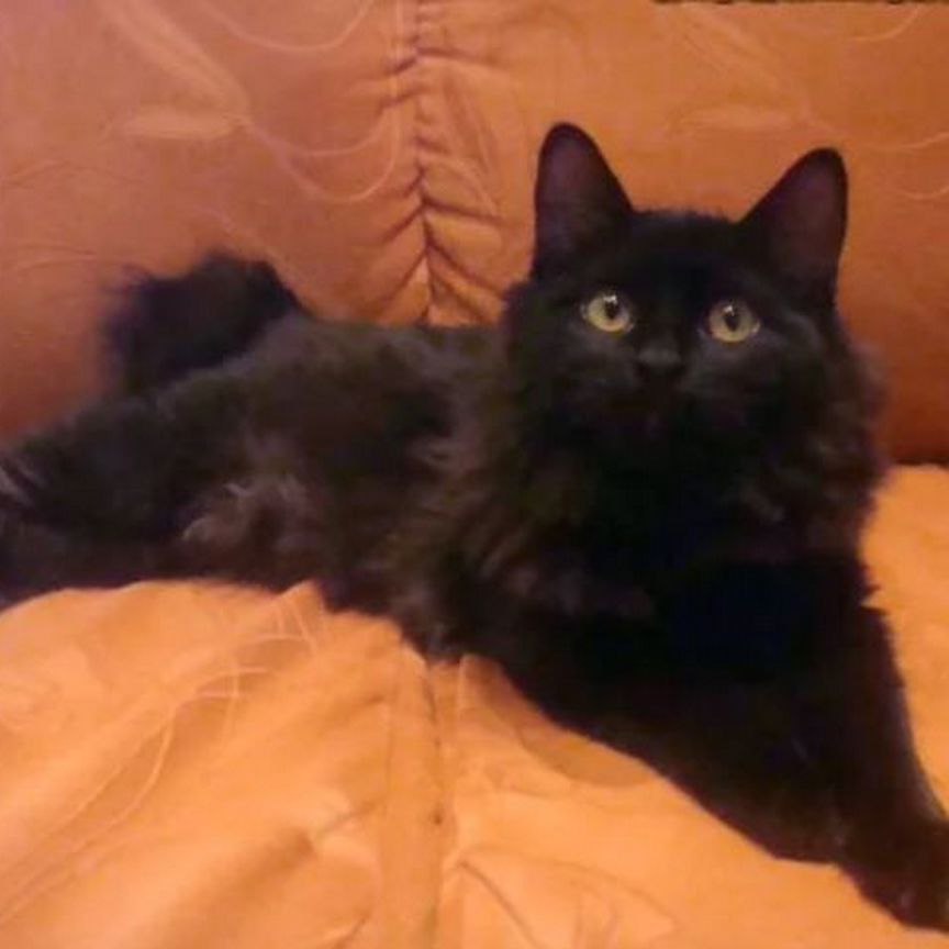 Котик подросток