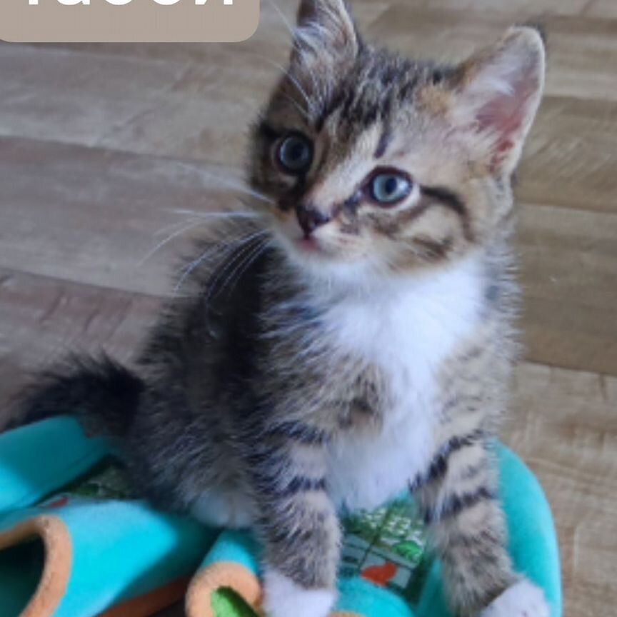 Котёнок в добрые руки