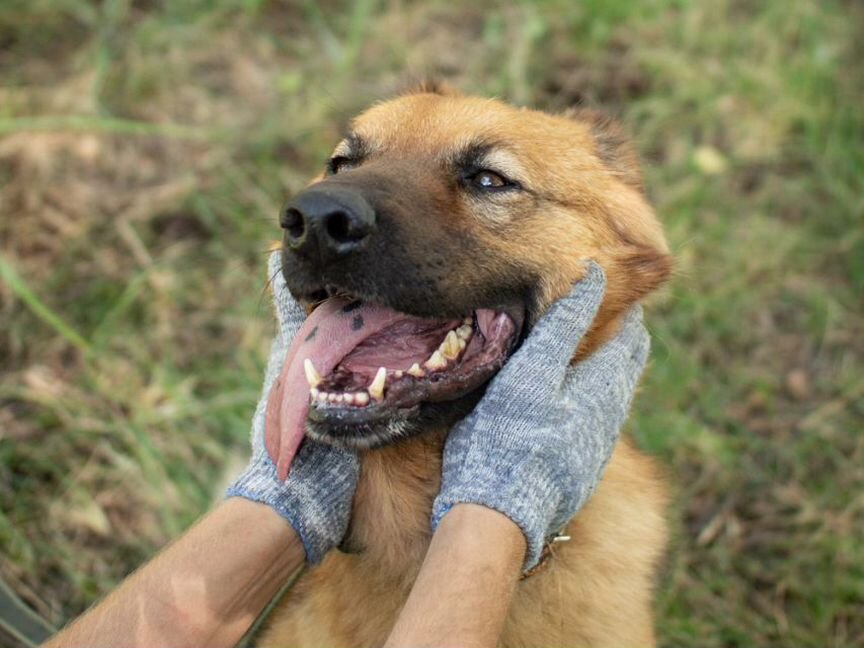 Умный Кай из приюта ищет дом