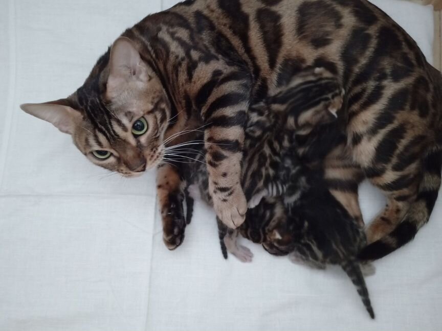 Бенгальская