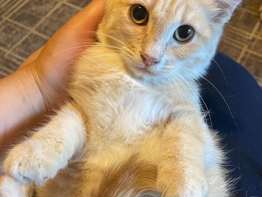 Рыжий котенок в добрые руки