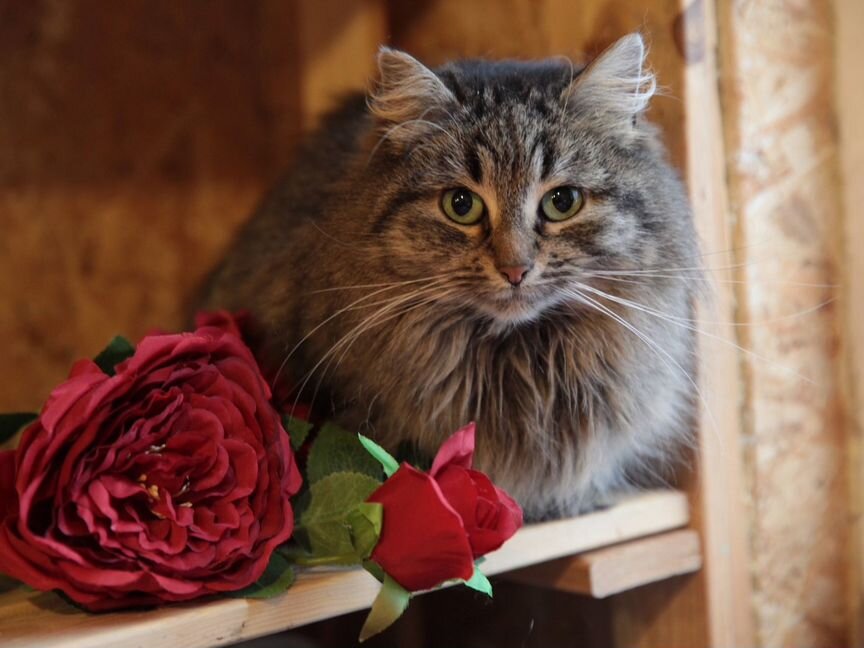 Кошечка Тася