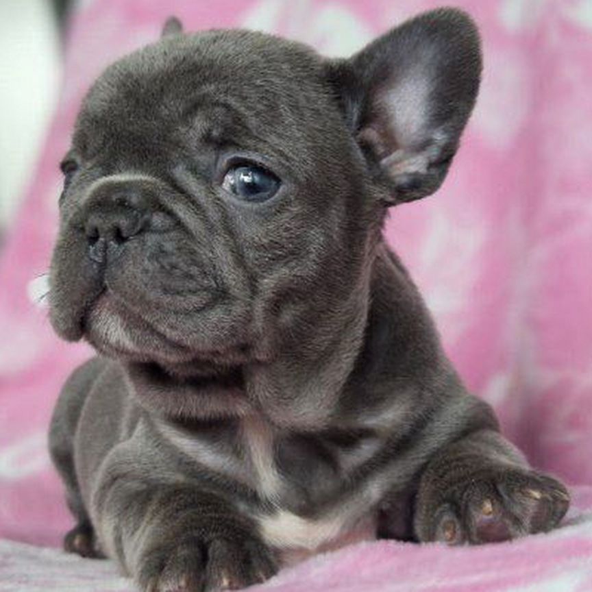 Французский бульдог, щенок