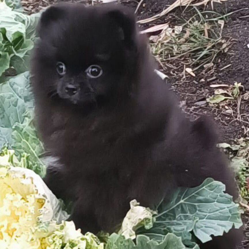 Померанский шпиц, щенок