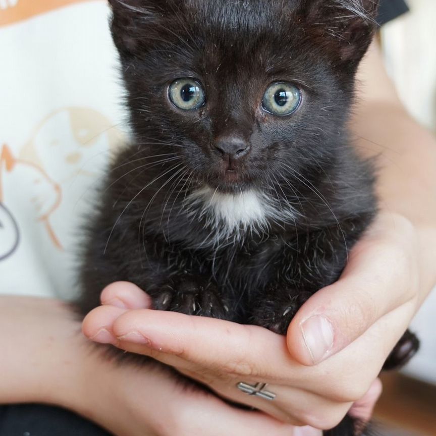 Котята в добрые руки бесплатно