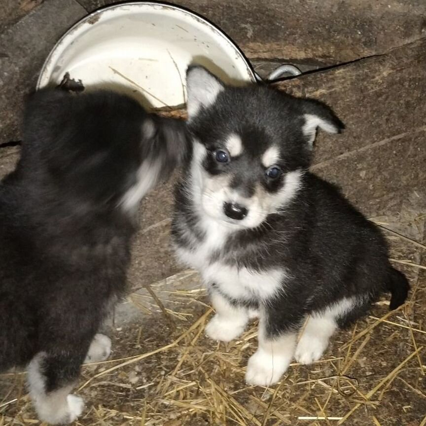Восточносибирская лайка, щенок