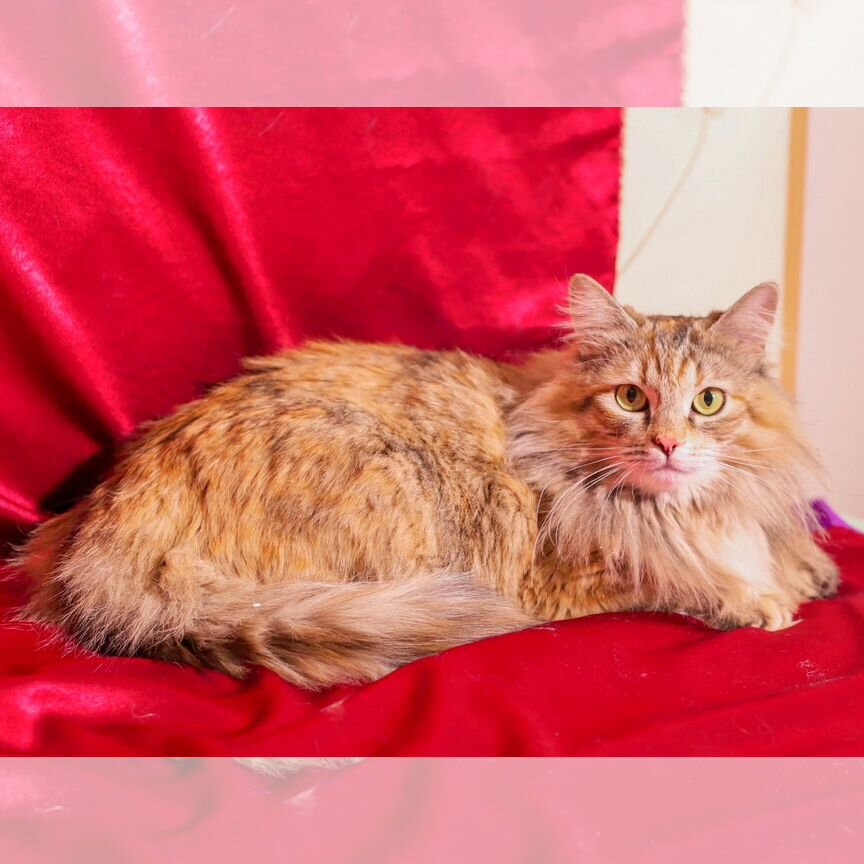 Кошка