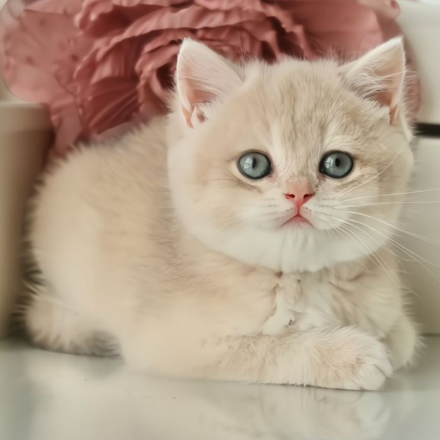 Британский короткошёрстный котёнок
