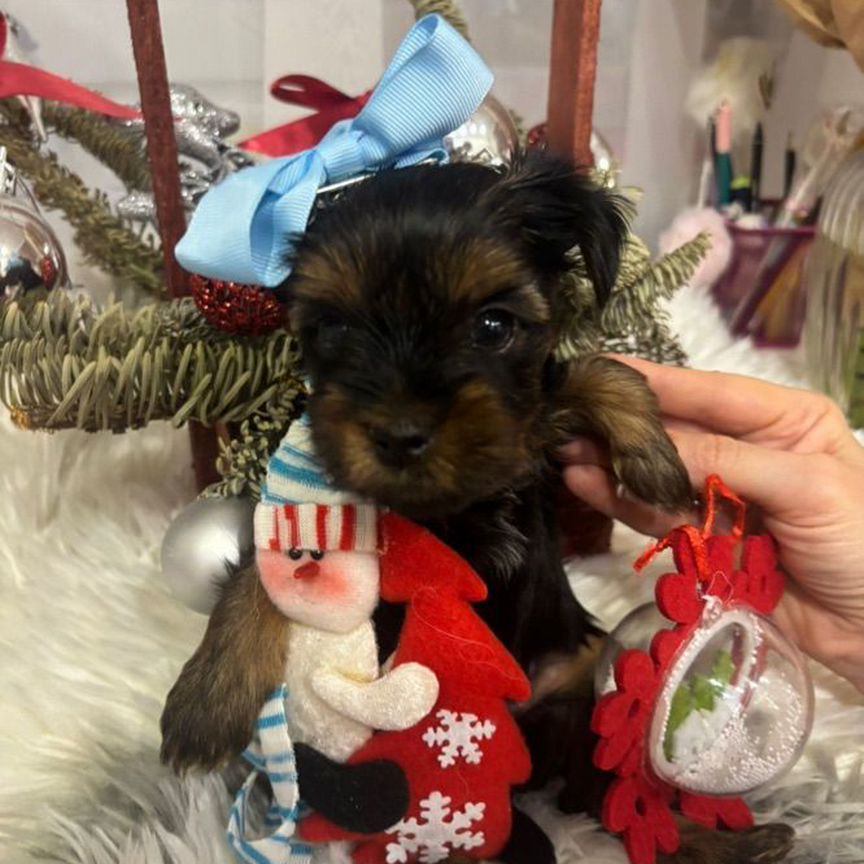 Йоркширский терьер щенки