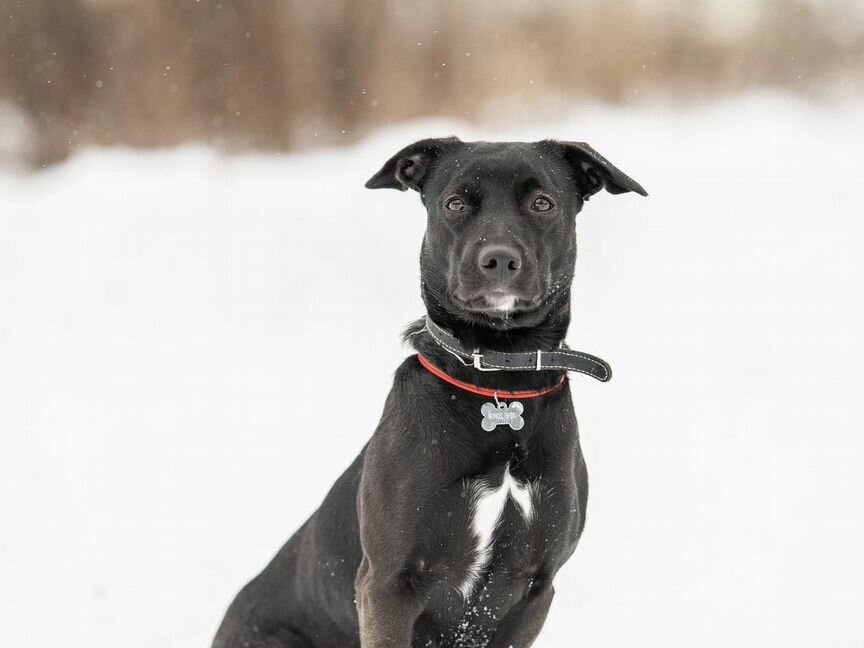Собака в добрые руки отдам бесплатно