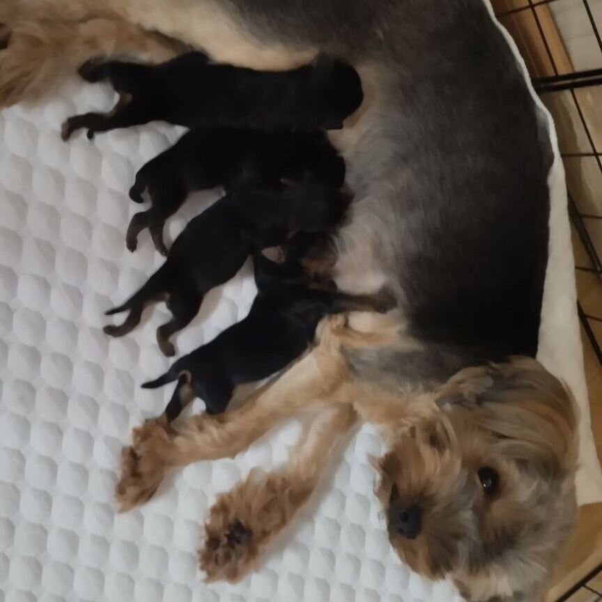 Йоркширский терьер щенки