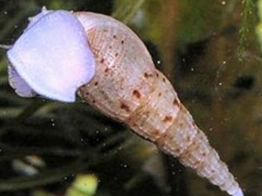 Улитки мелании