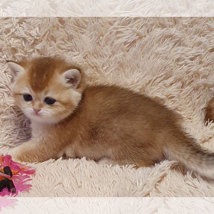 Золотые шиншиллы