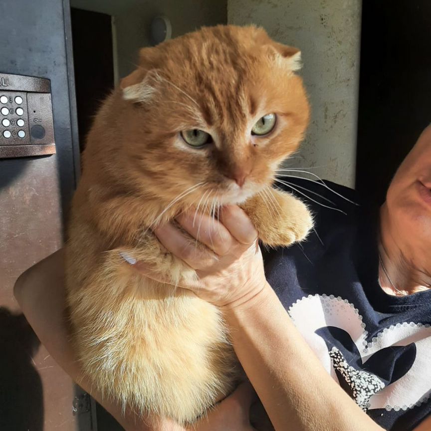 Котик в добрые руки