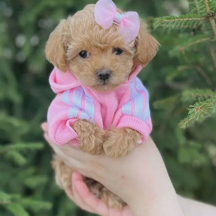 Мальтипу, щенок