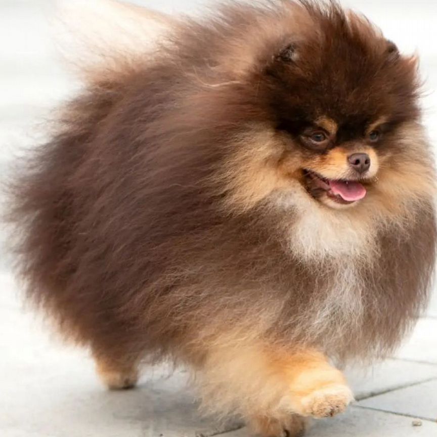 Померанский шпиц мини вязка