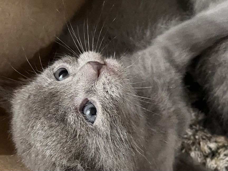 Британские котята