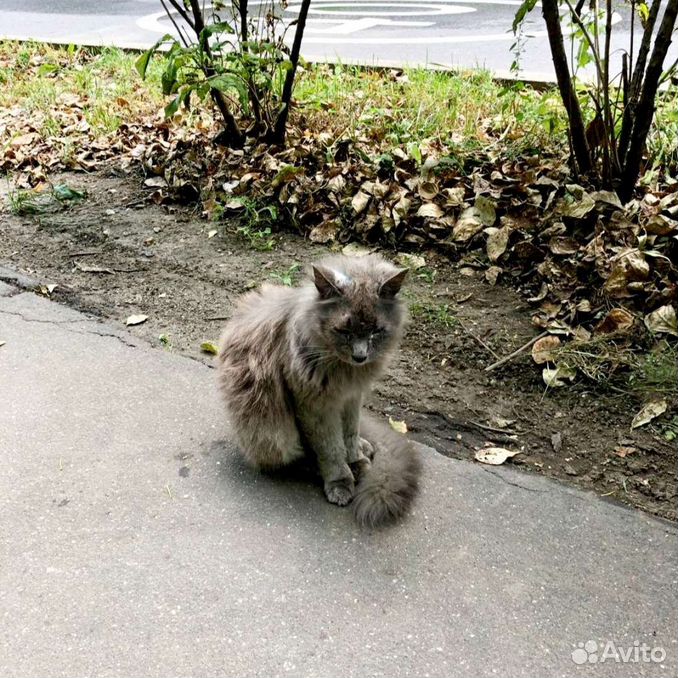 Больной котик на улице