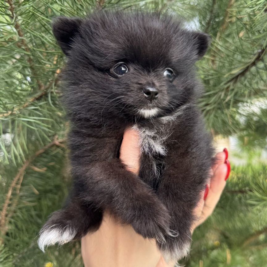 Немецкий шпиц, щенок