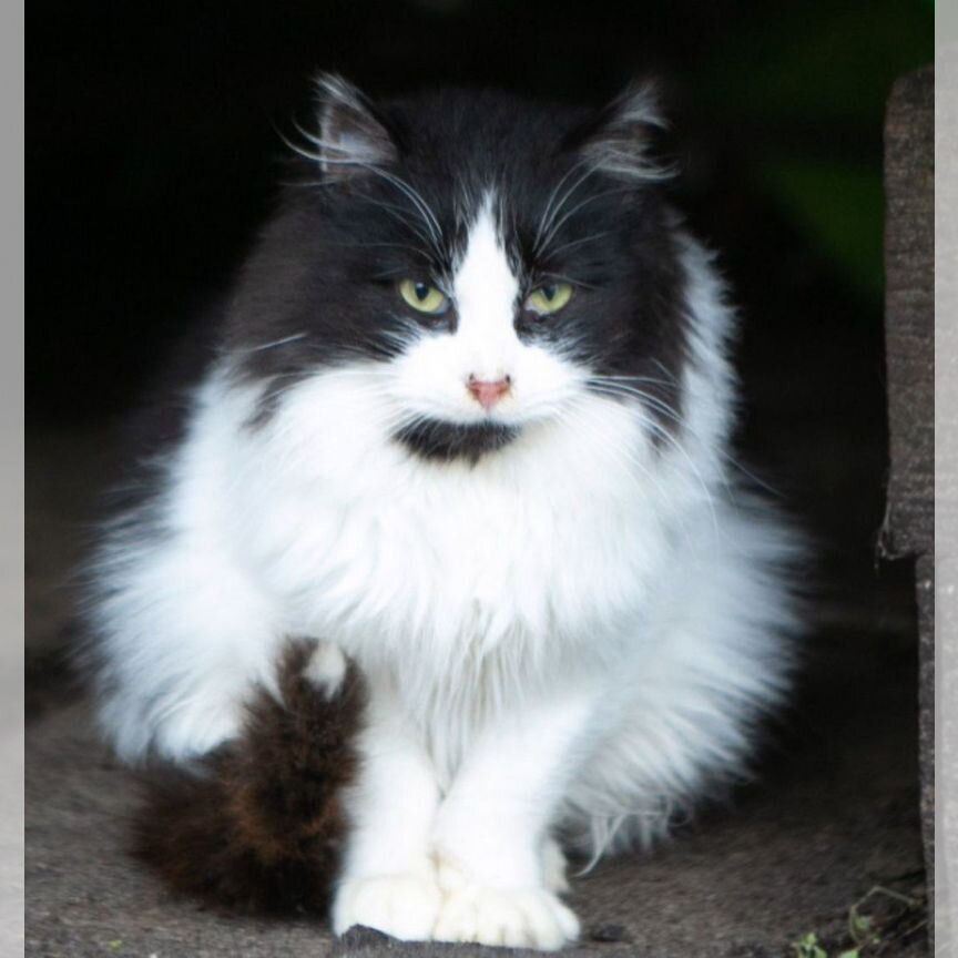Котикам с дач нужен дом