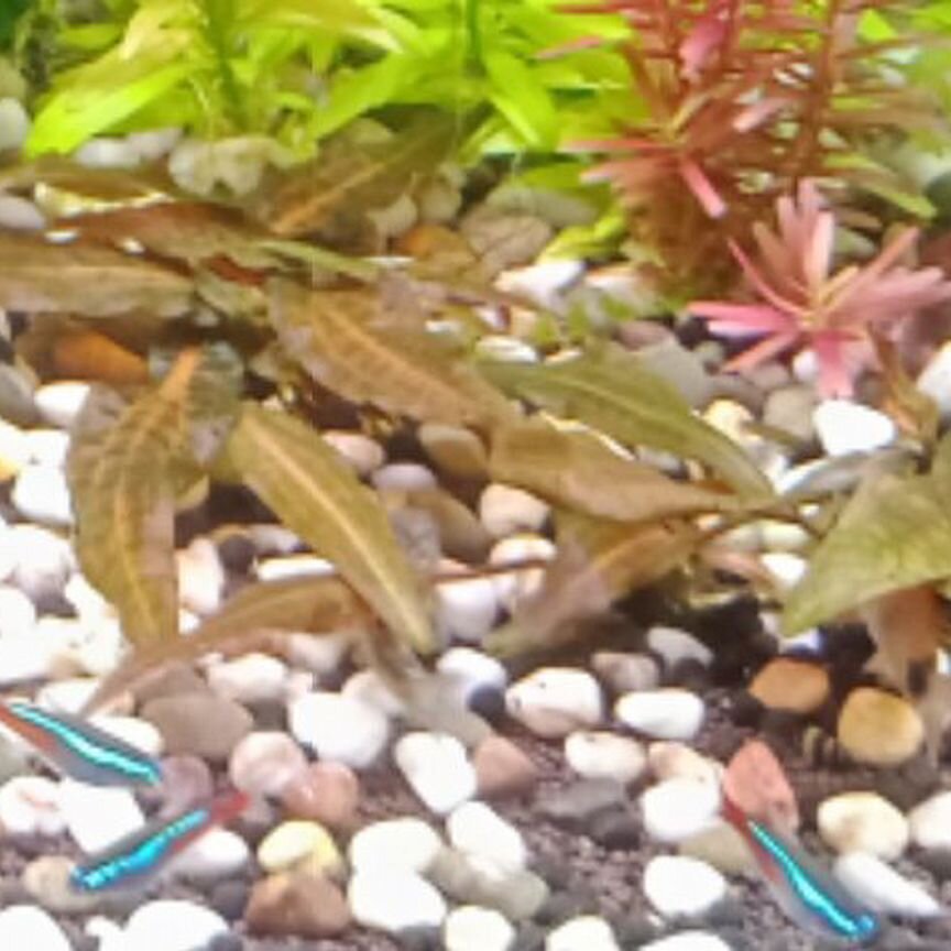 Криптокорина Вендта Ми Ойя