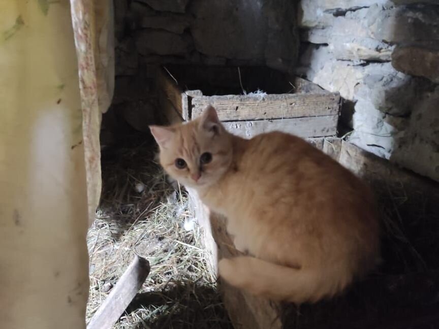 Рыжий котенок мальчик