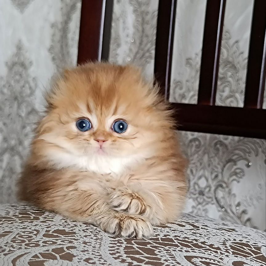 Девочка SFL by11