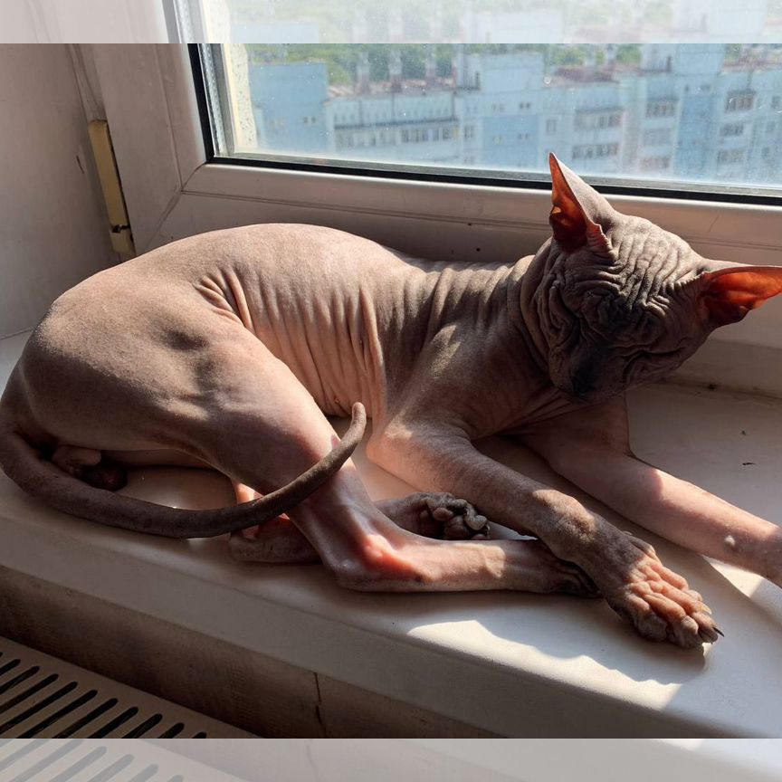 Канадский сфинкс, взрослый кот