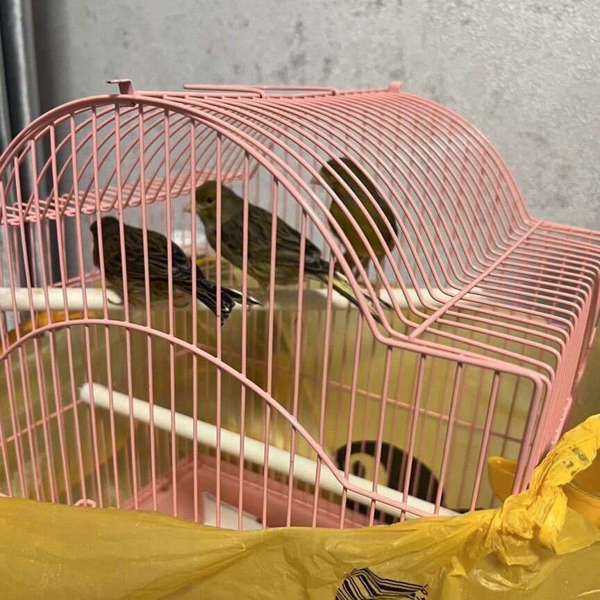 Кенара и канарейки