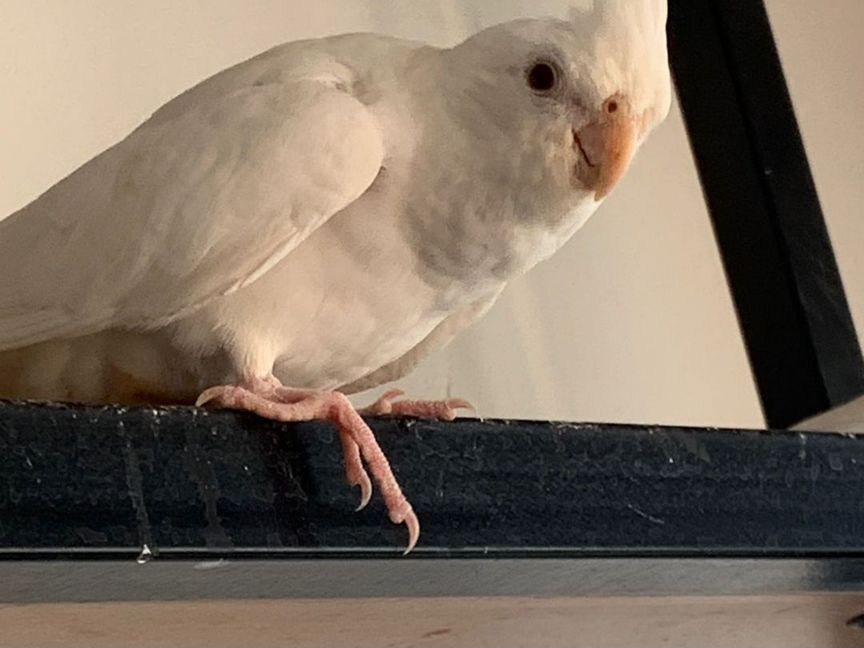 Попугай карелла (пара)