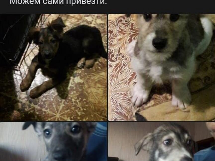 Отдаём отличных щенков