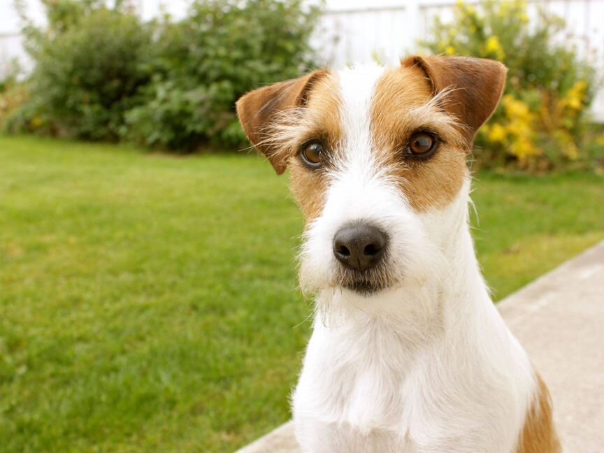 Джек рассел ищет семью