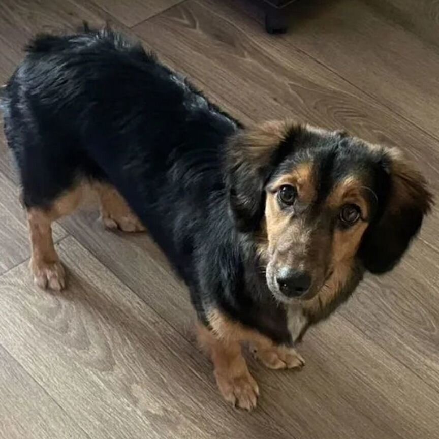 Такса, щенок