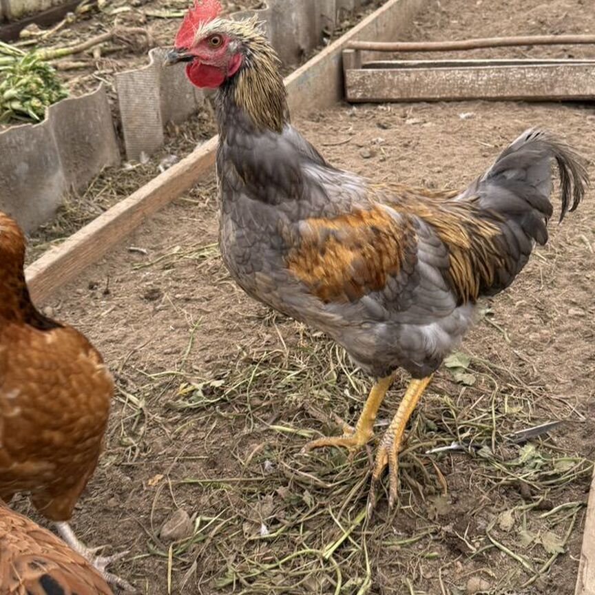 Молодые петухи