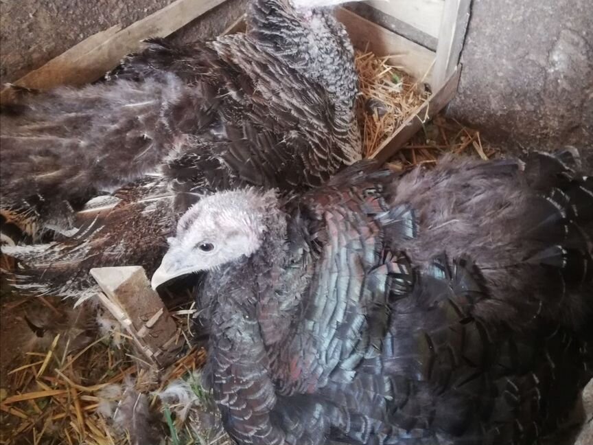 Индюшки, индюки, яйца