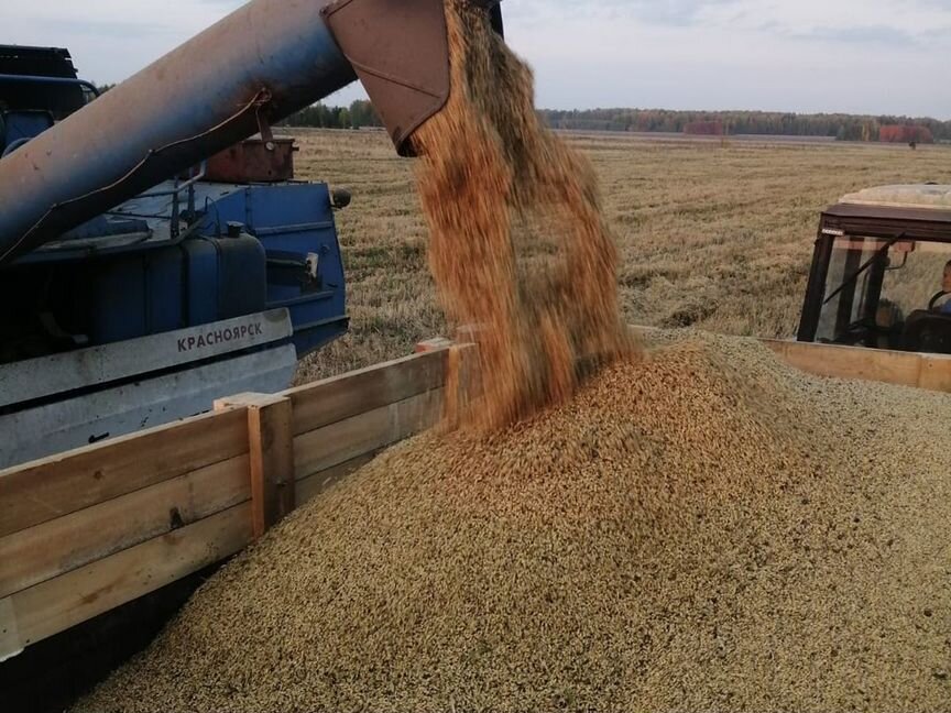 Ячмень Овёс