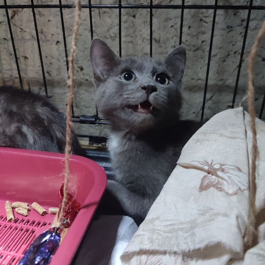 Котята ищут дом