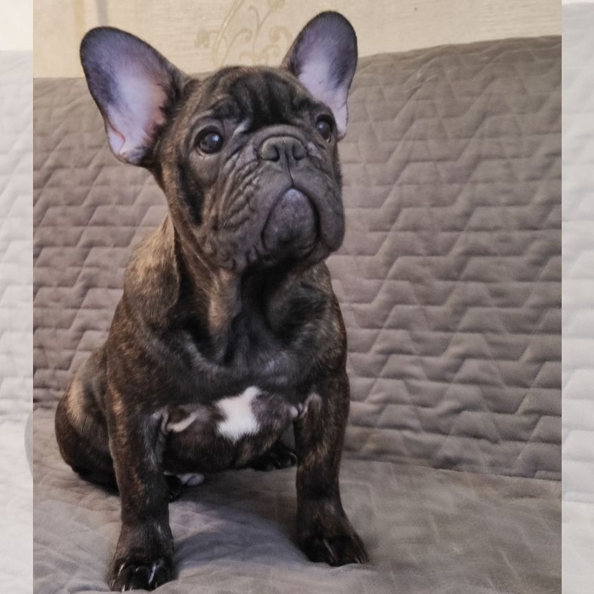 Французский бульдог, щенок