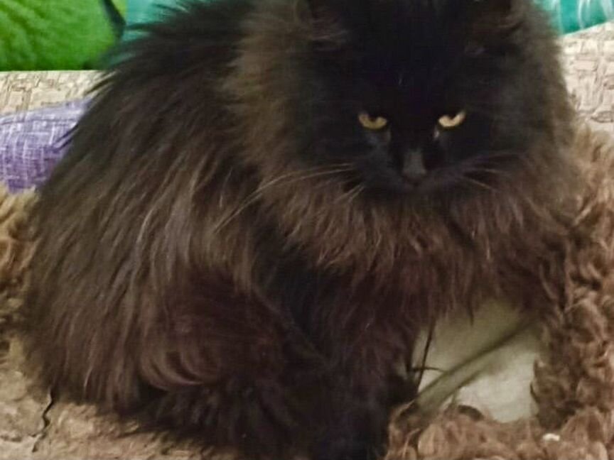 Шикарный кот с помойки