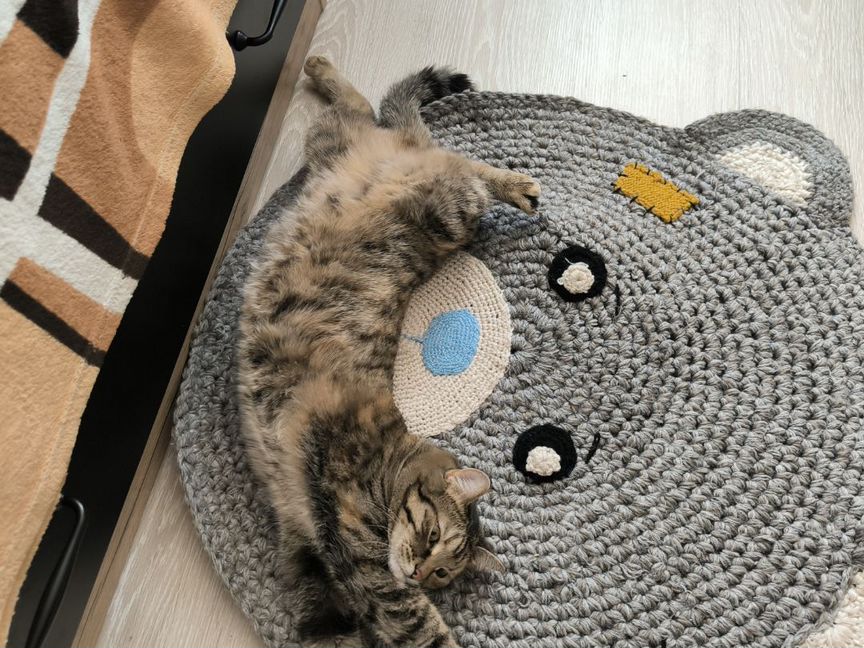 Кошки в добрые руки бесплатно