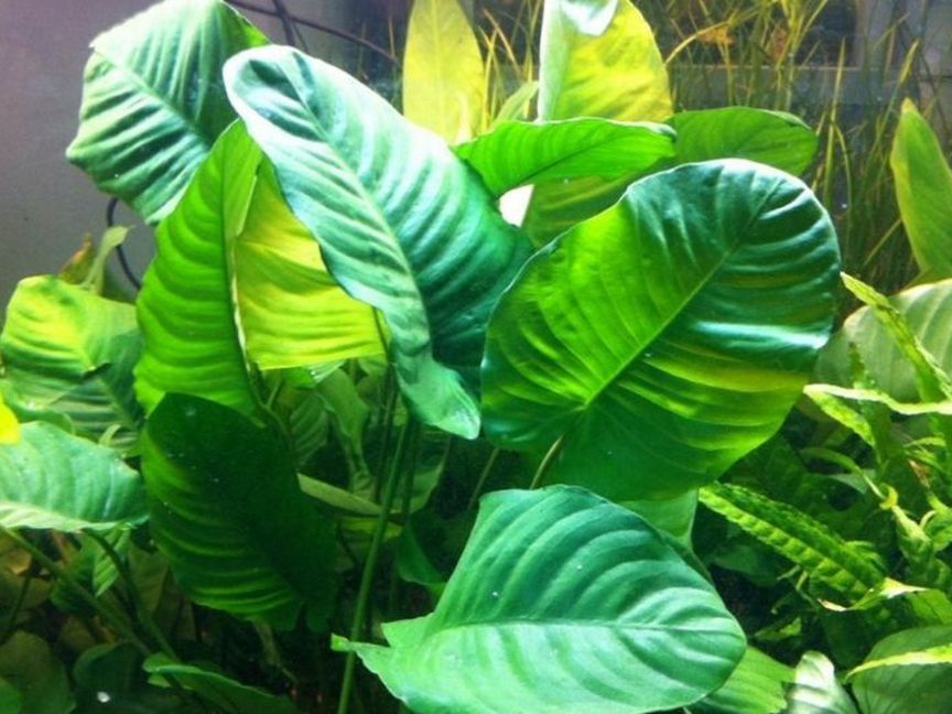 Анубиас волнистый лист, растения и рыбки в магаз