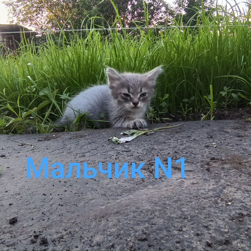 Котики бесплатно в добрые руки