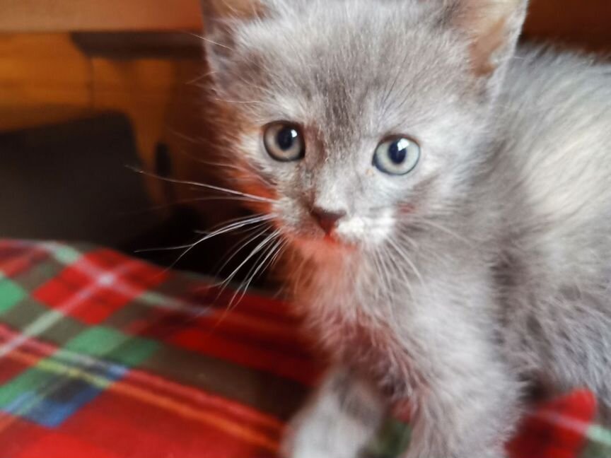 Котосчастье в дар