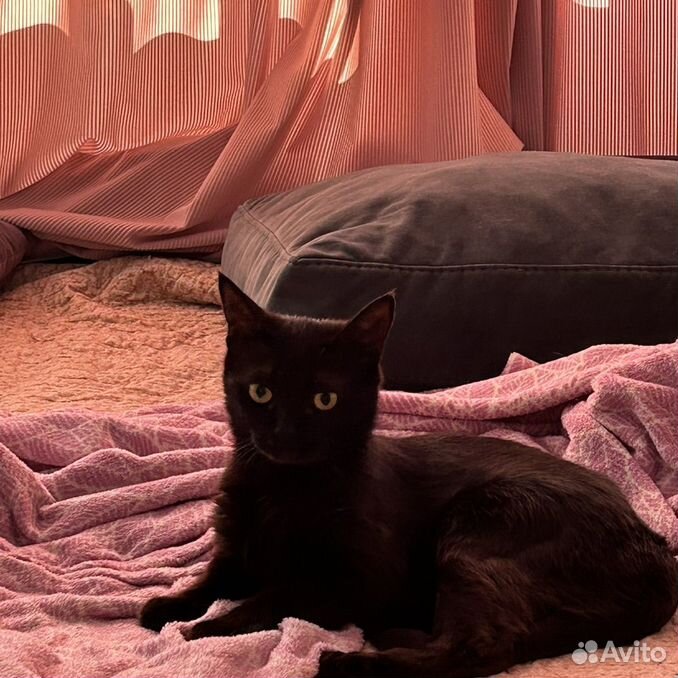 Чёрная кошка Астра в добрые руки