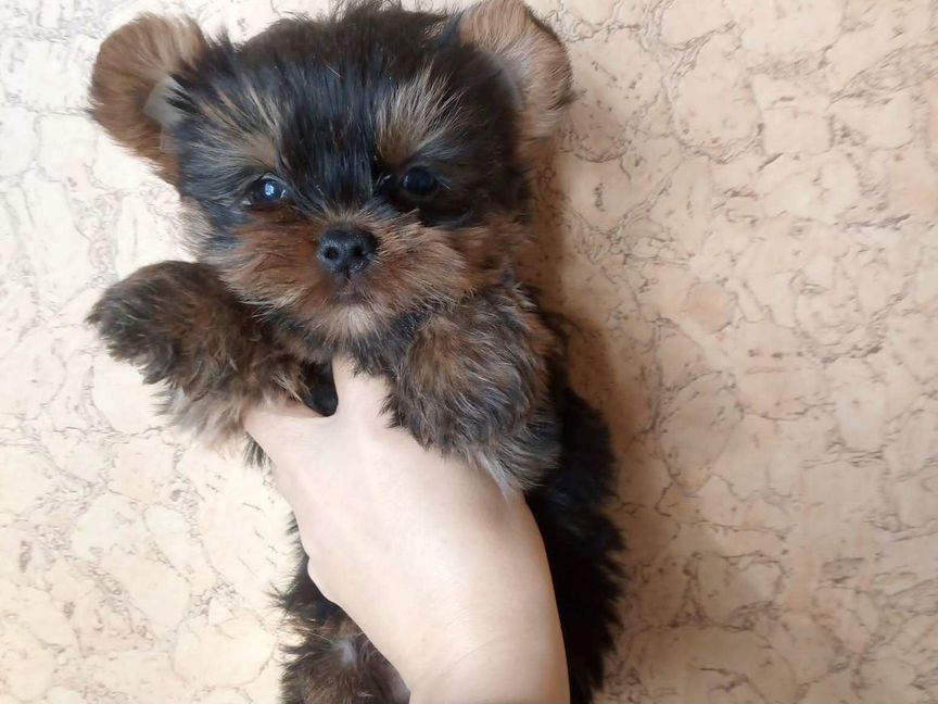 Малышка йорк