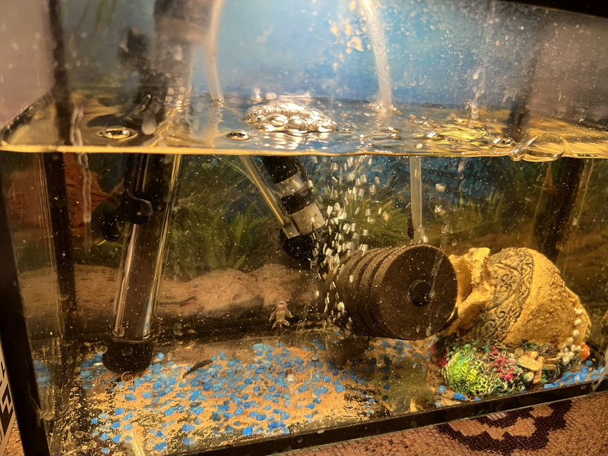 Аквариум и сомики малыши