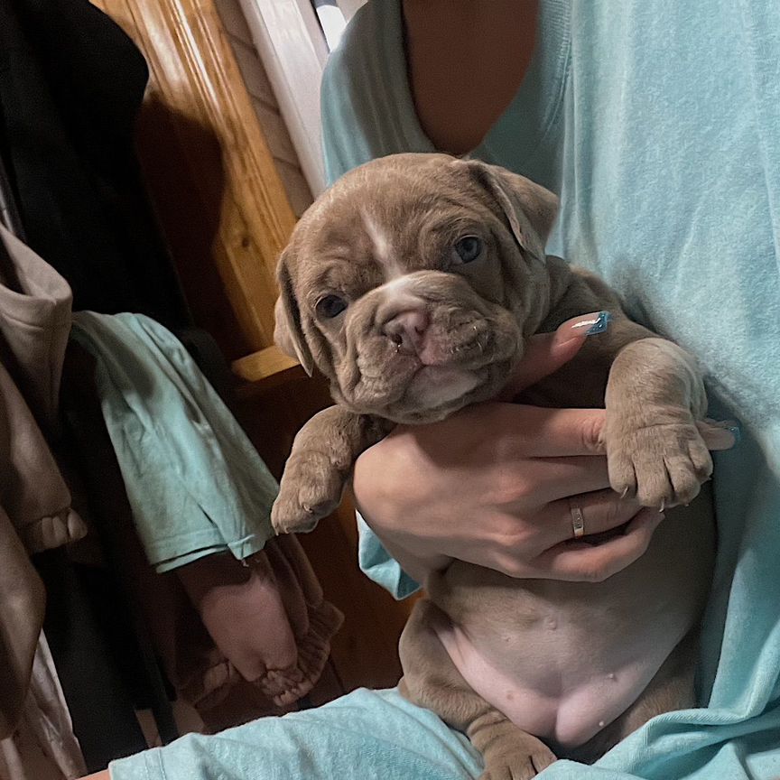 Американский булли