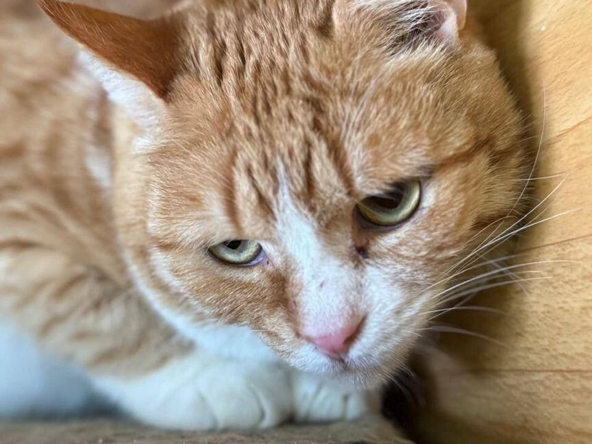 Кот из приюта ждет добрых хозяев